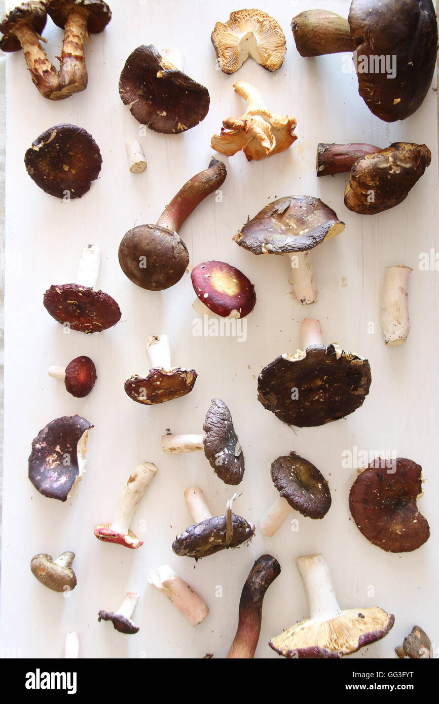 Arrière-plan de l'alimentation - Les champignons sur le tableau blanc ...