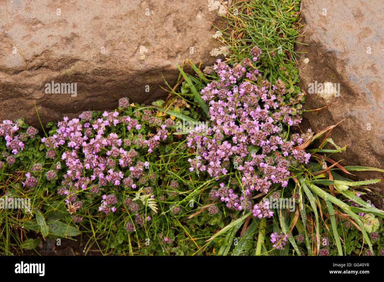 Fleurs De Thym Sauvage Banque d'image et photos - Alamy