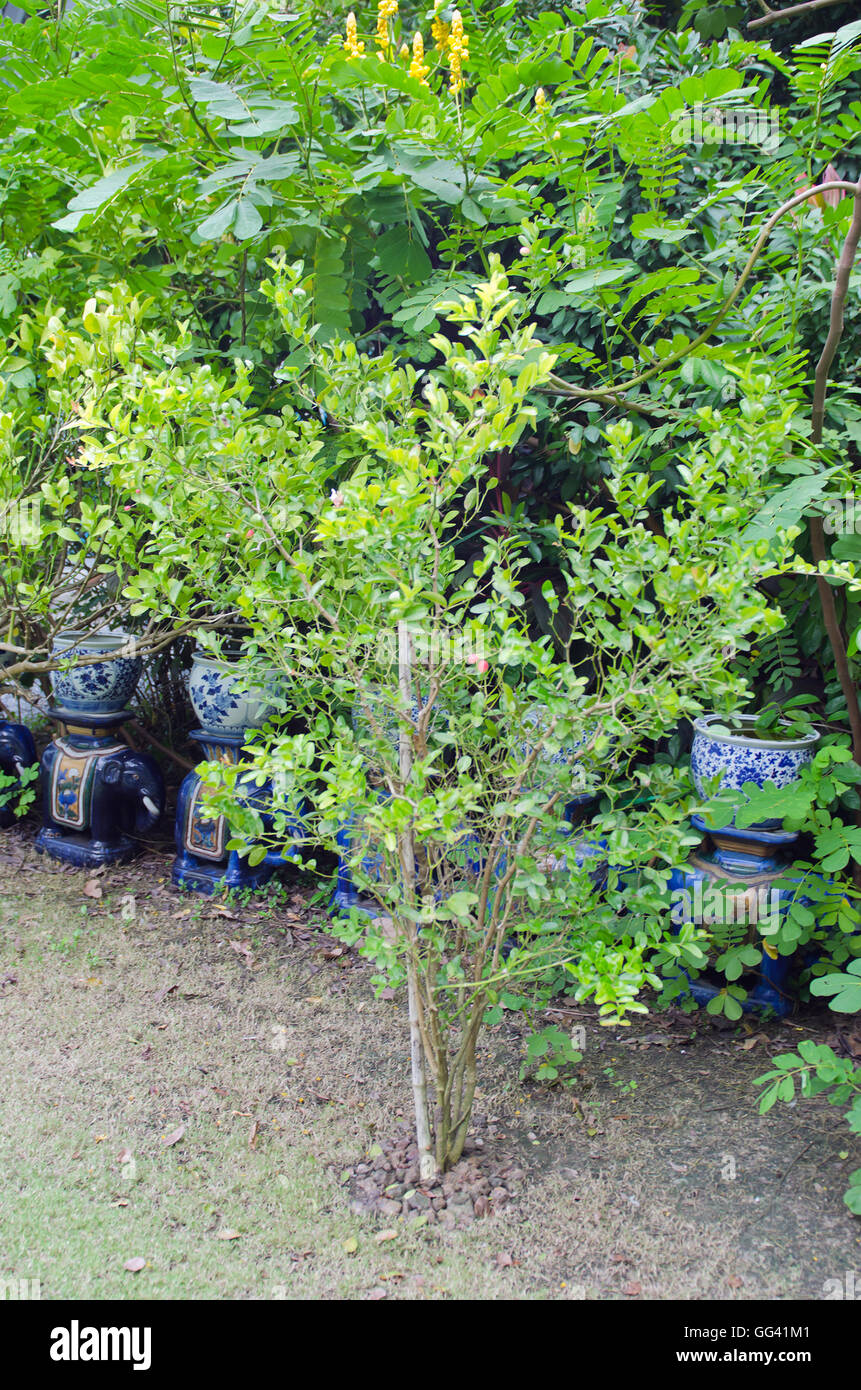 Cerise karonda tropicale Banque de photographies et d’images à haute ...