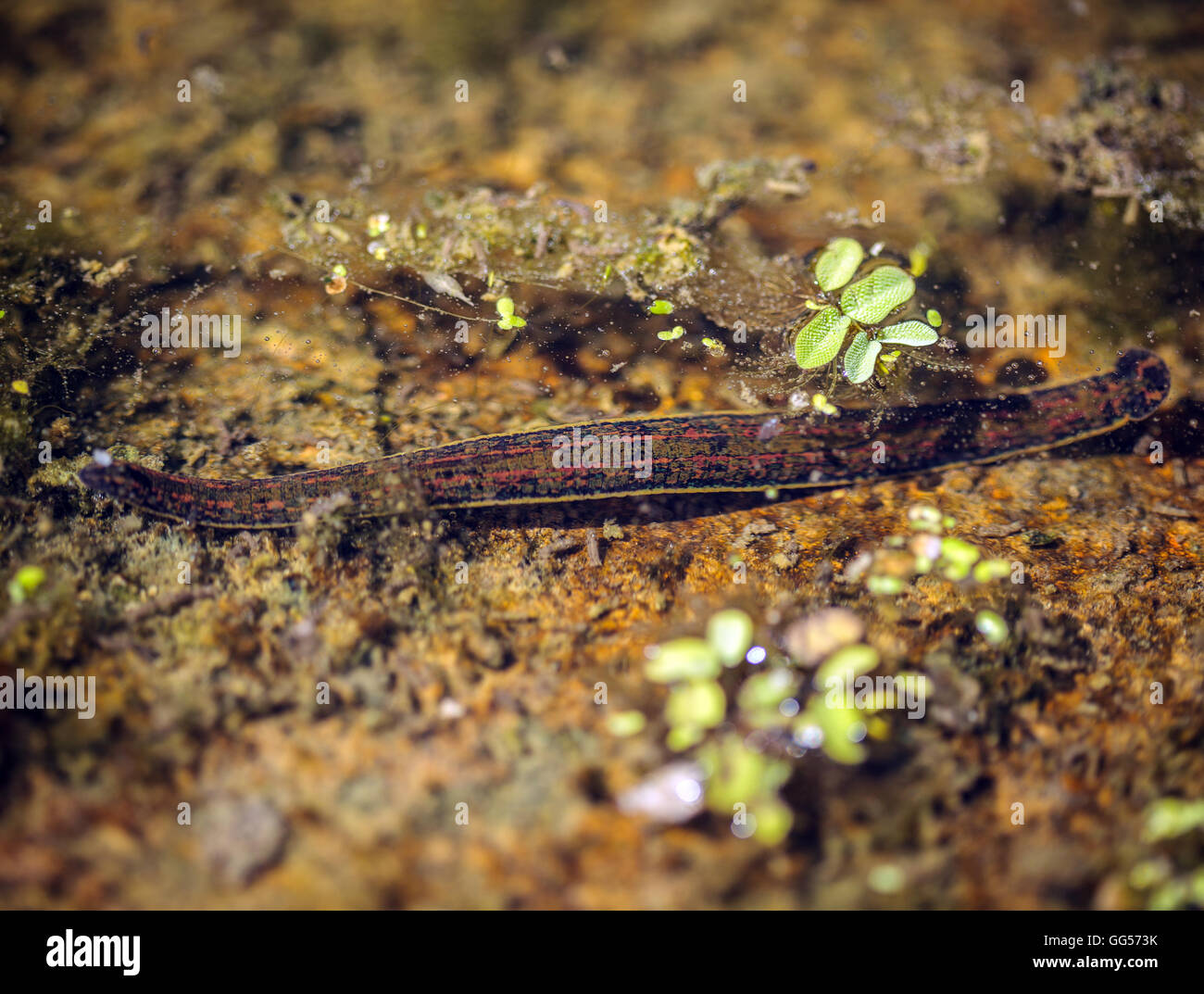 Sangsue rouge en libre sous l'eau dans un marais Photo Stock - Alamy