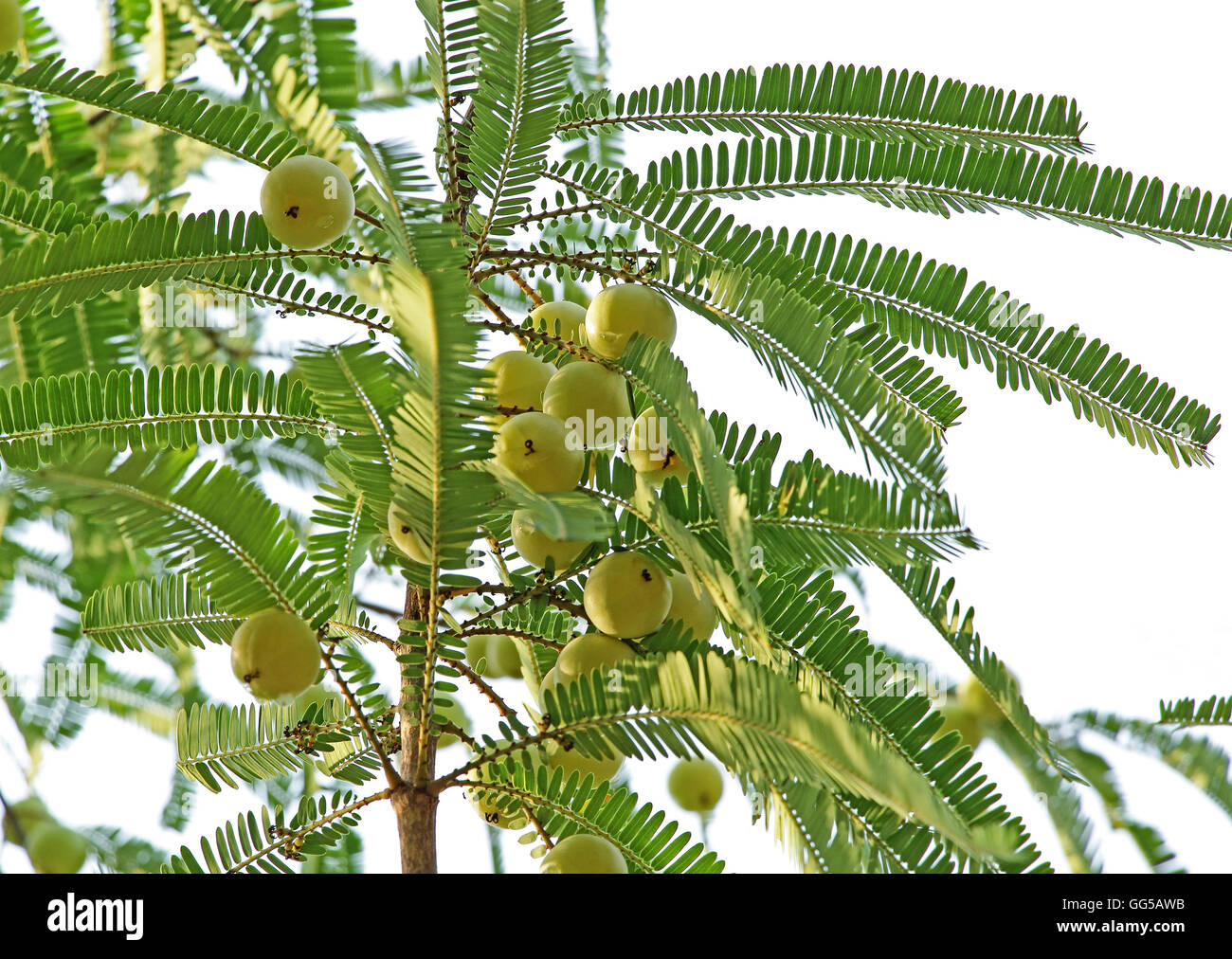 Fruits de phyllanthus emblica Banque de photographies et d’images à ...