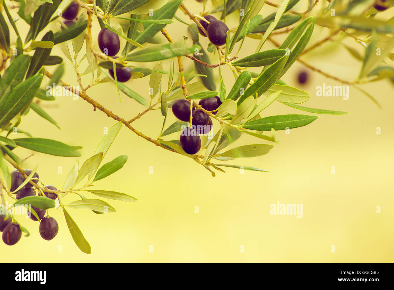 Arbre généalogique olive avec des fruits Photo Stock - Alamy