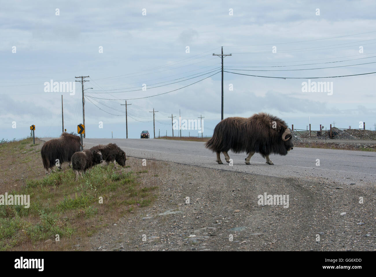 La péninsule Seward, Alaska, à Nome. Le boeuf musqué (Ovibos moschatus ...