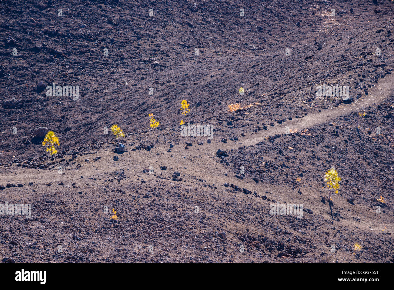 Pins canariens pinus canariensis Banque de photographies et d’images à ...
