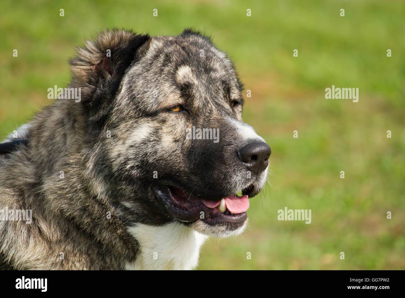 Purebred caucasian ovcharka caucasian shepherd Banque de photographies ...