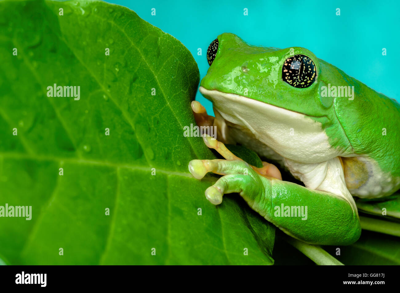 Grenouille mexicaine Banque de photographies et d’images à haute ...