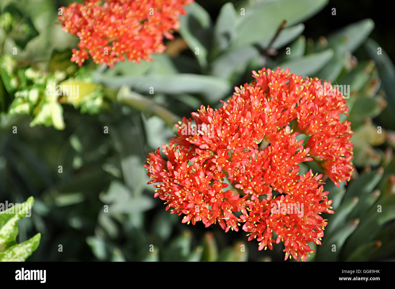 Fleur de crassula rouge falcata Banque de photographies et d’images à ...