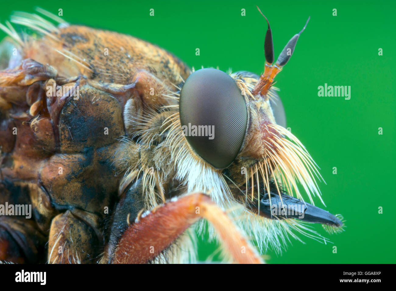 Predatory insects Banque de photographies et d’images à haute ...
