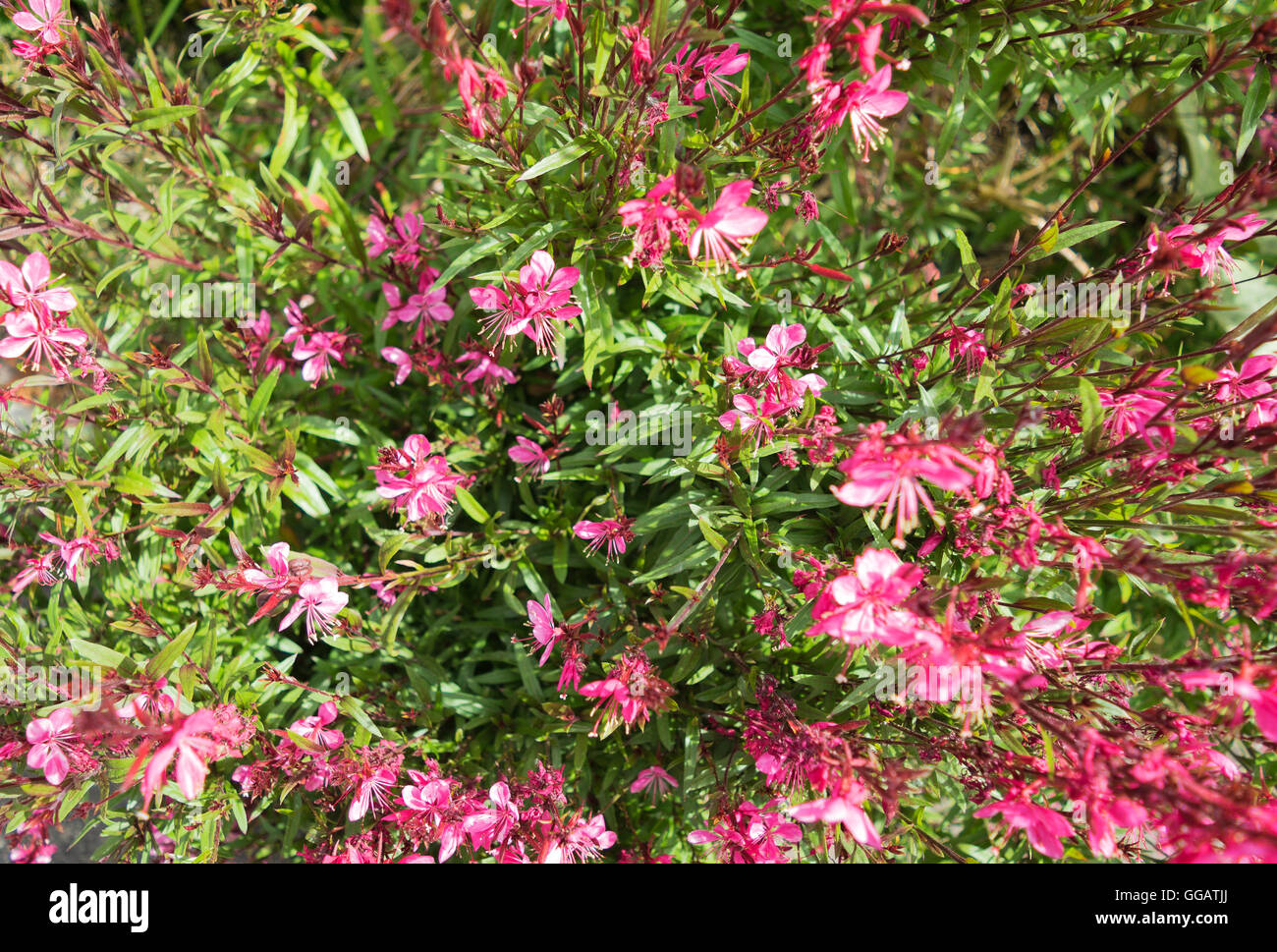 Petites fleurs roses Banque de photographies et d’images à haute ...