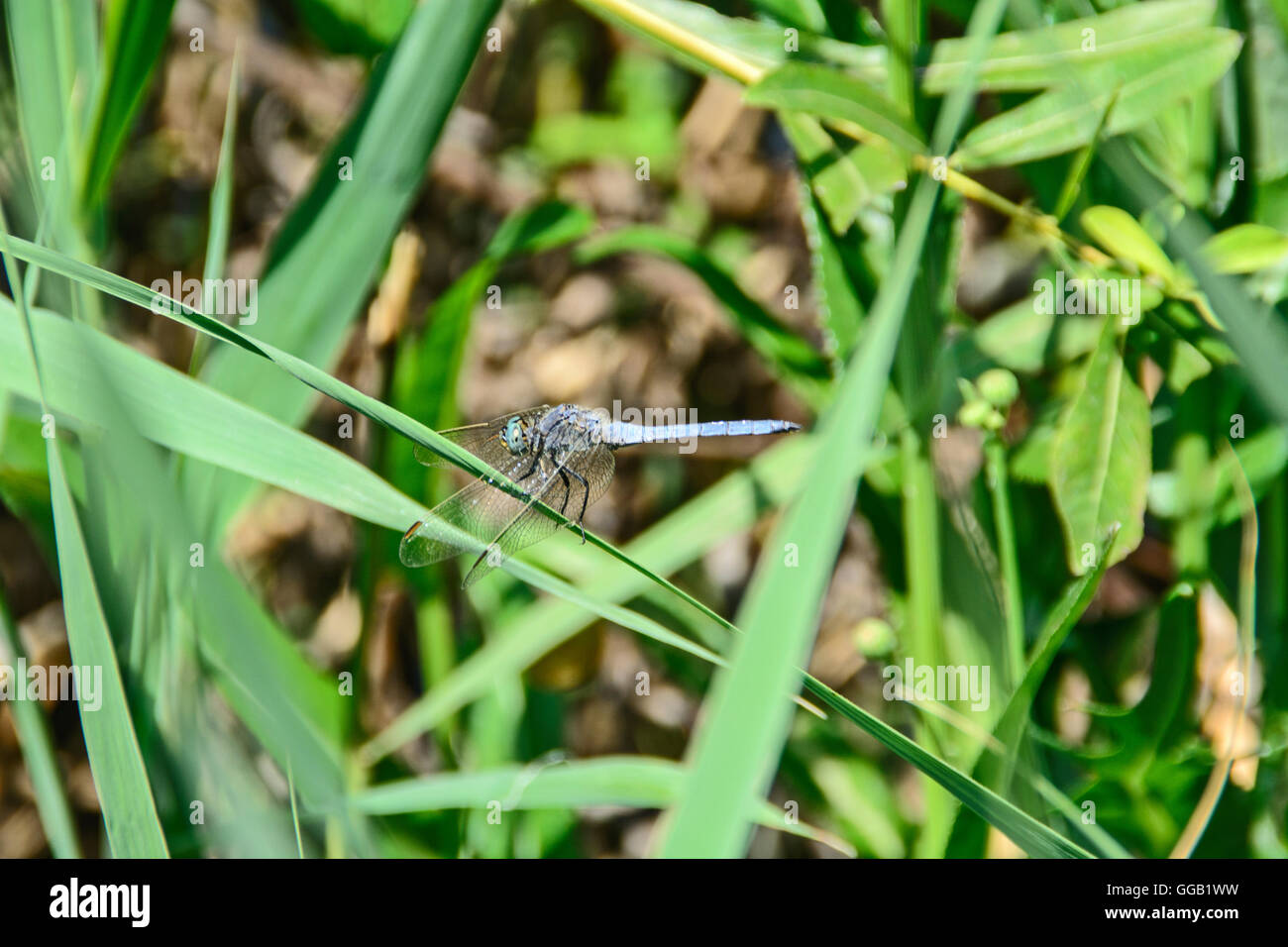 Insecte bleu Banque de photographies et d’images à haute résolution - Alamy