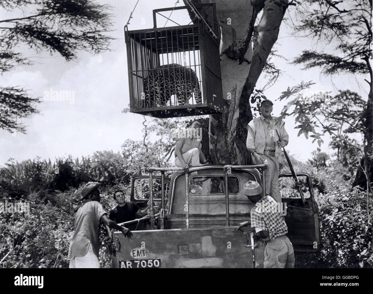 HATARI USA 1962 Scène de Howard Hawks avec la chasse-leopard dans un ...