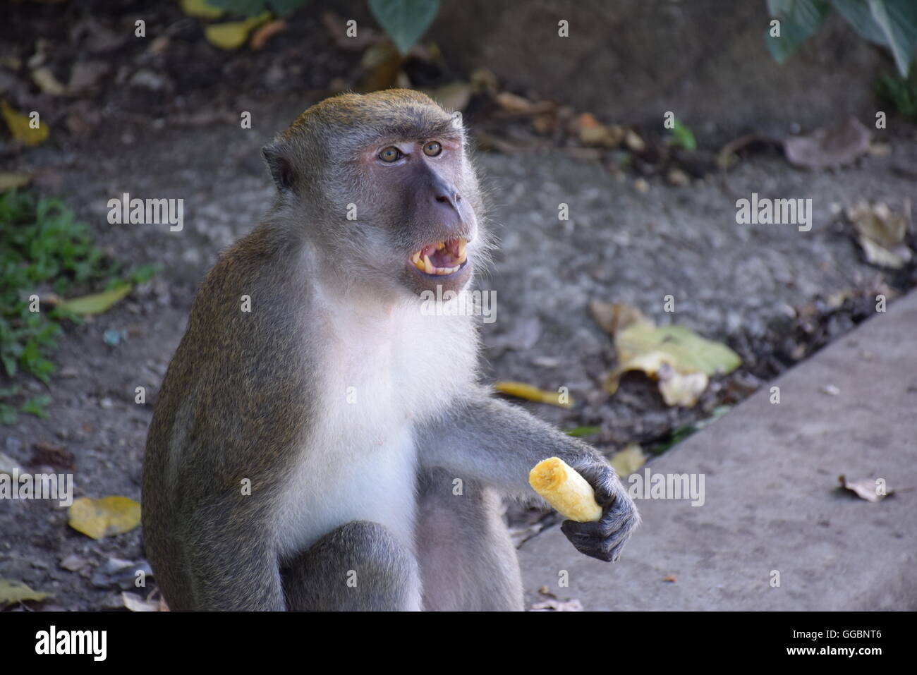 Singe mangeant une banane Banque de photographies et d’images à haute ...