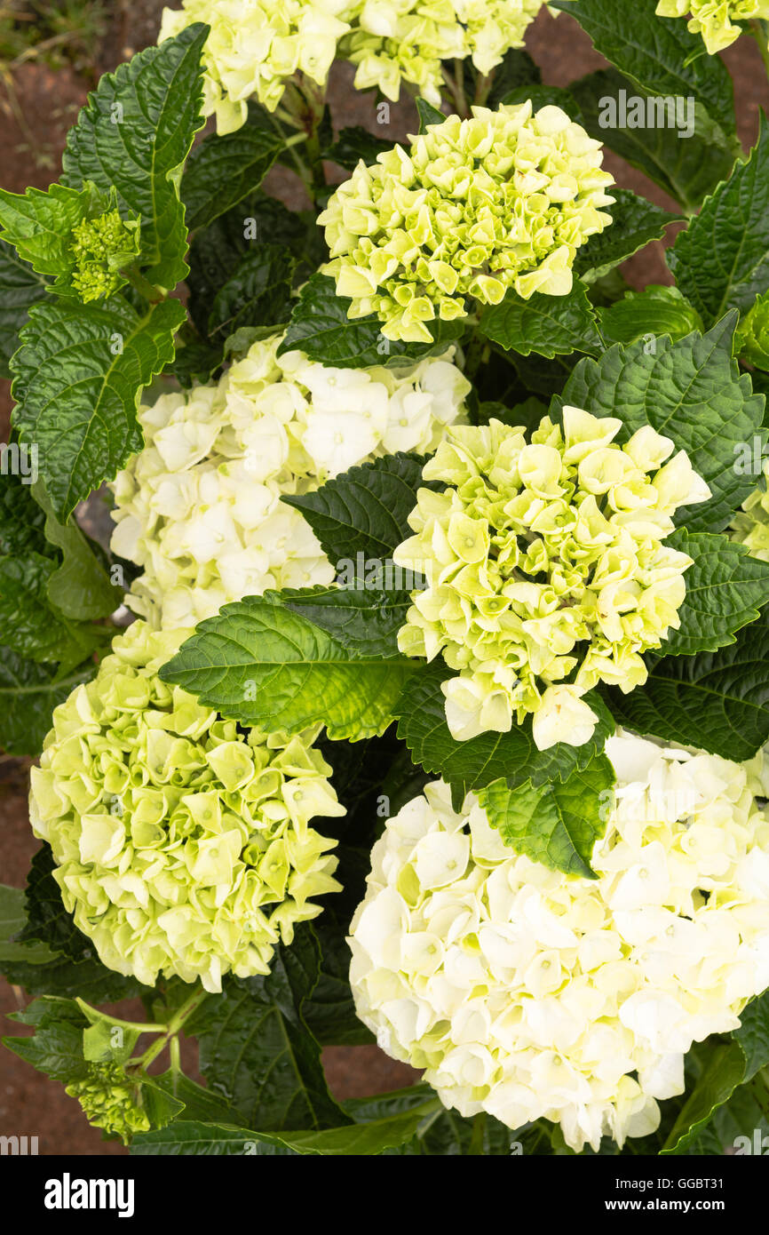 Hydrangea macrophylla hydrangea arbustif dans des tons de vert et blanc ...