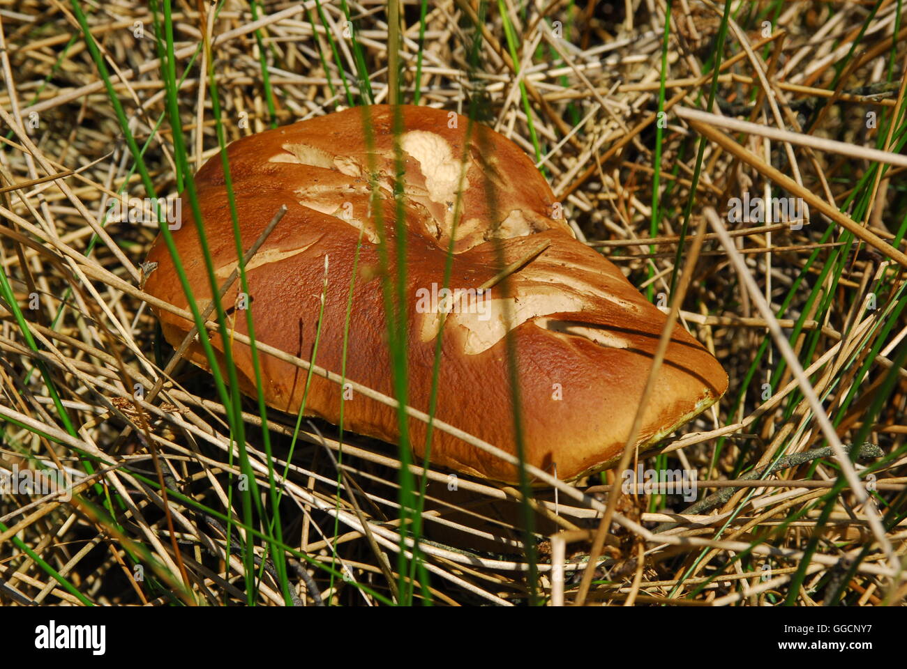 Le plus beau boletus edulis Banque de photographies et d’images à haute résolution - Alamy