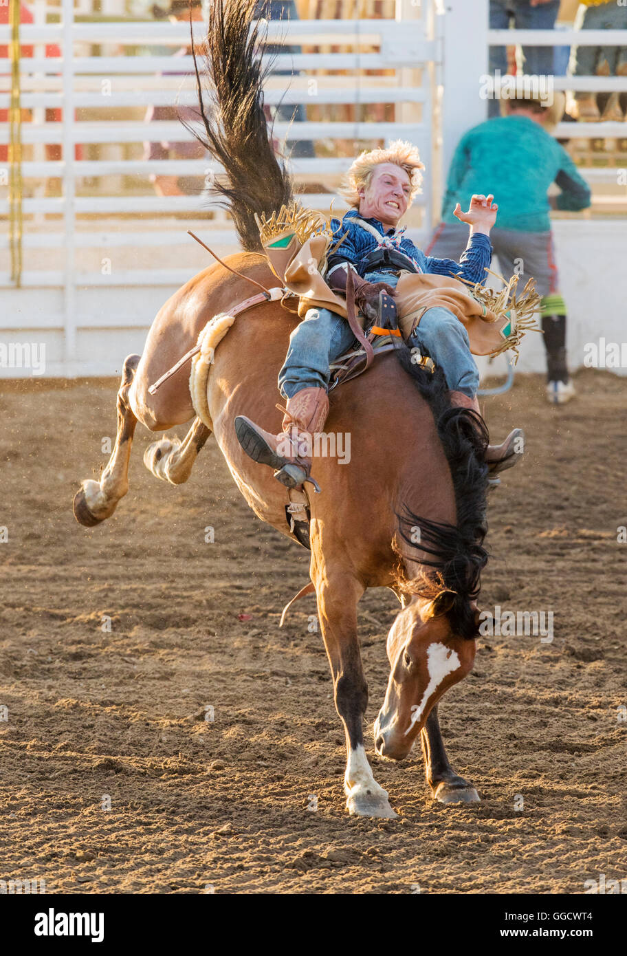 Rodeo Cowboy à cheval un cheval de selle, de la concurrence, la monte ...