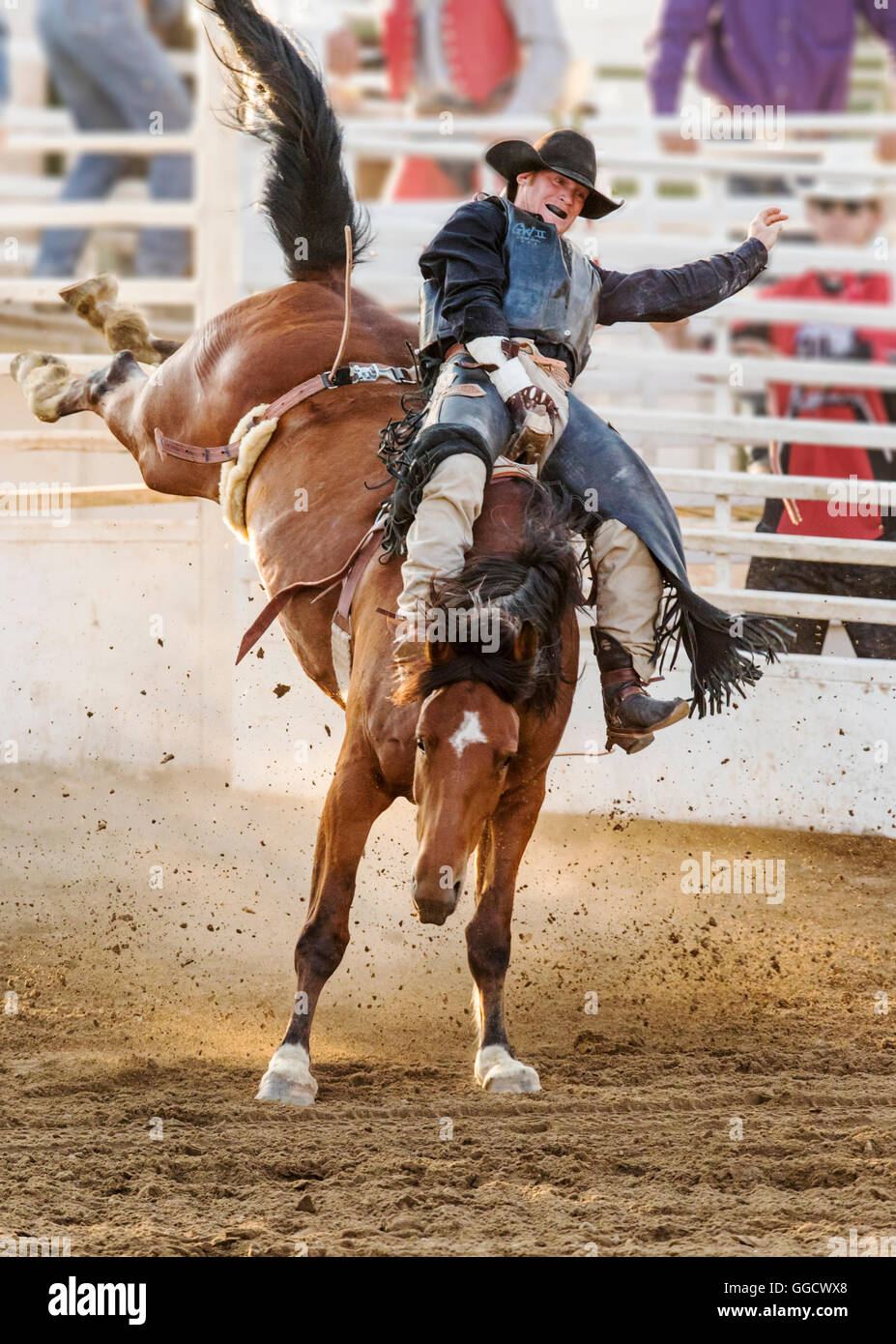 Rodeo Cowboy à cheval un cheval de selle, de la concurrence, la monte ...