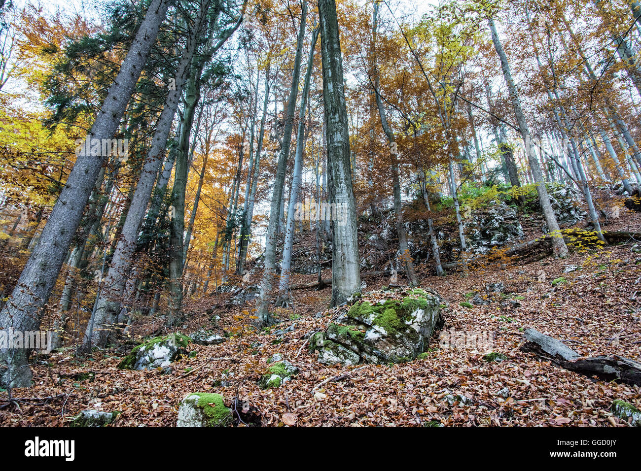 L'automne la forêt de feuillus. Paysages saisonniers naturels. Les ...