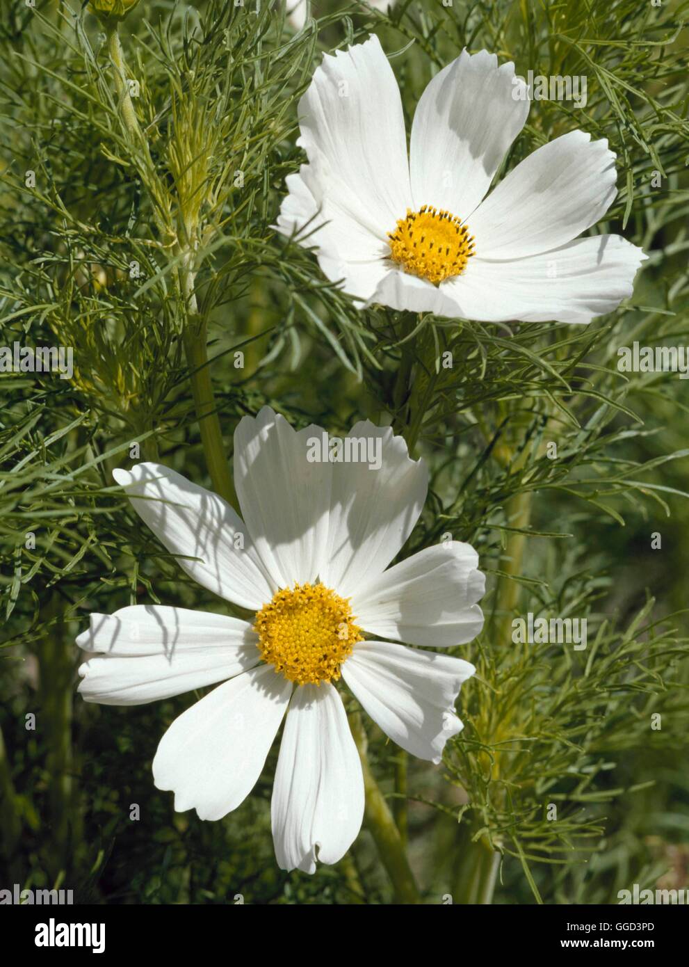 Cosmos bipinnatus sonate blanc Banque de photographies et d’images à ...