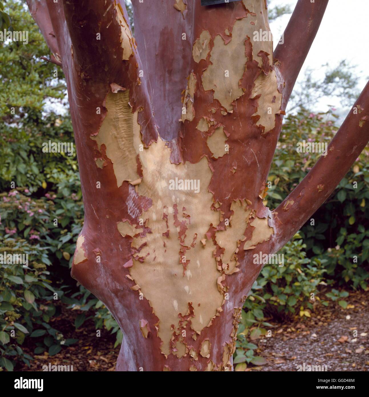 Stewartia sinensis bark Banque de photographies et d’images à haute ...