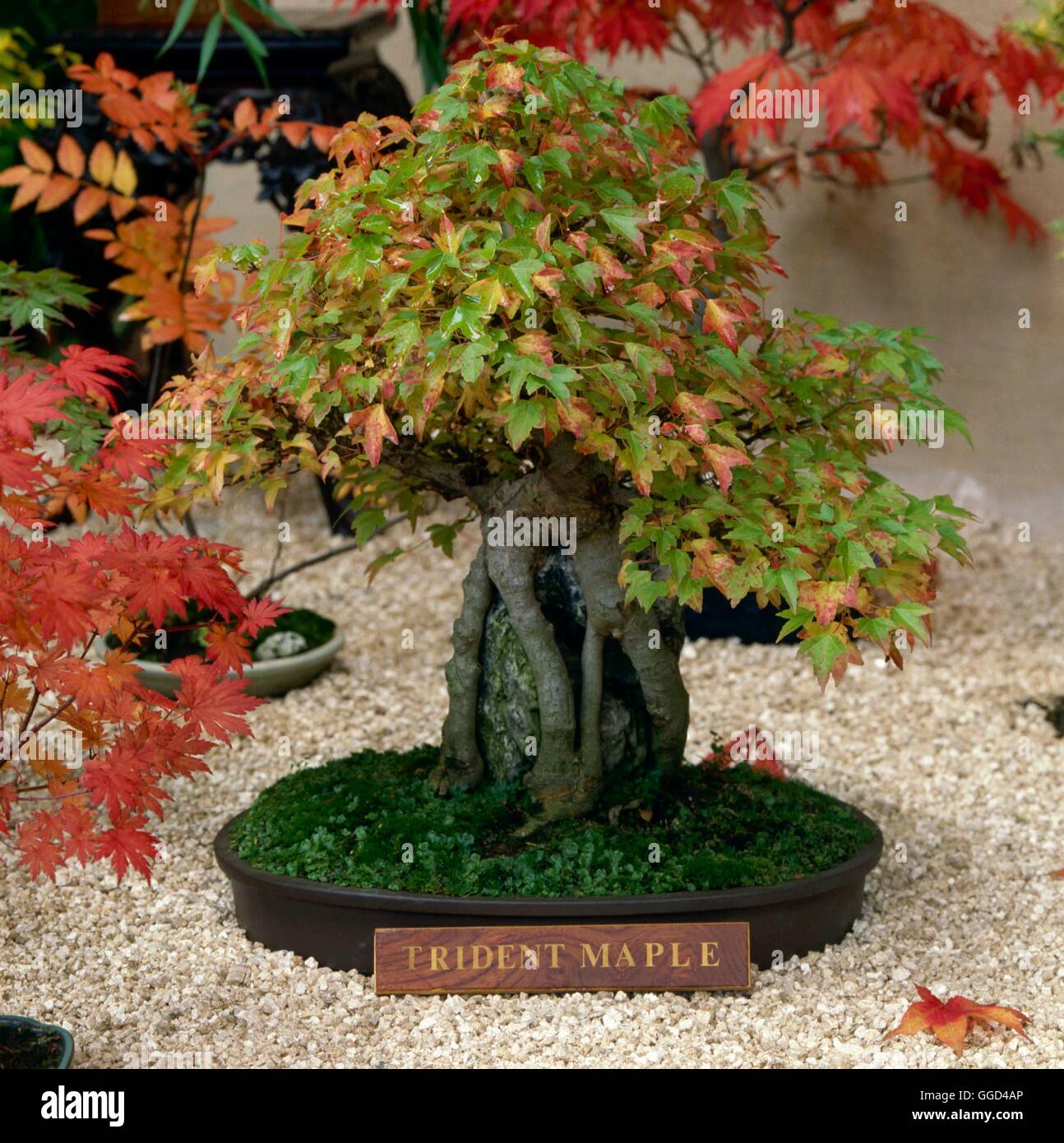Acer buergerianum bonsai Banque de photographies et d’images à haute ...