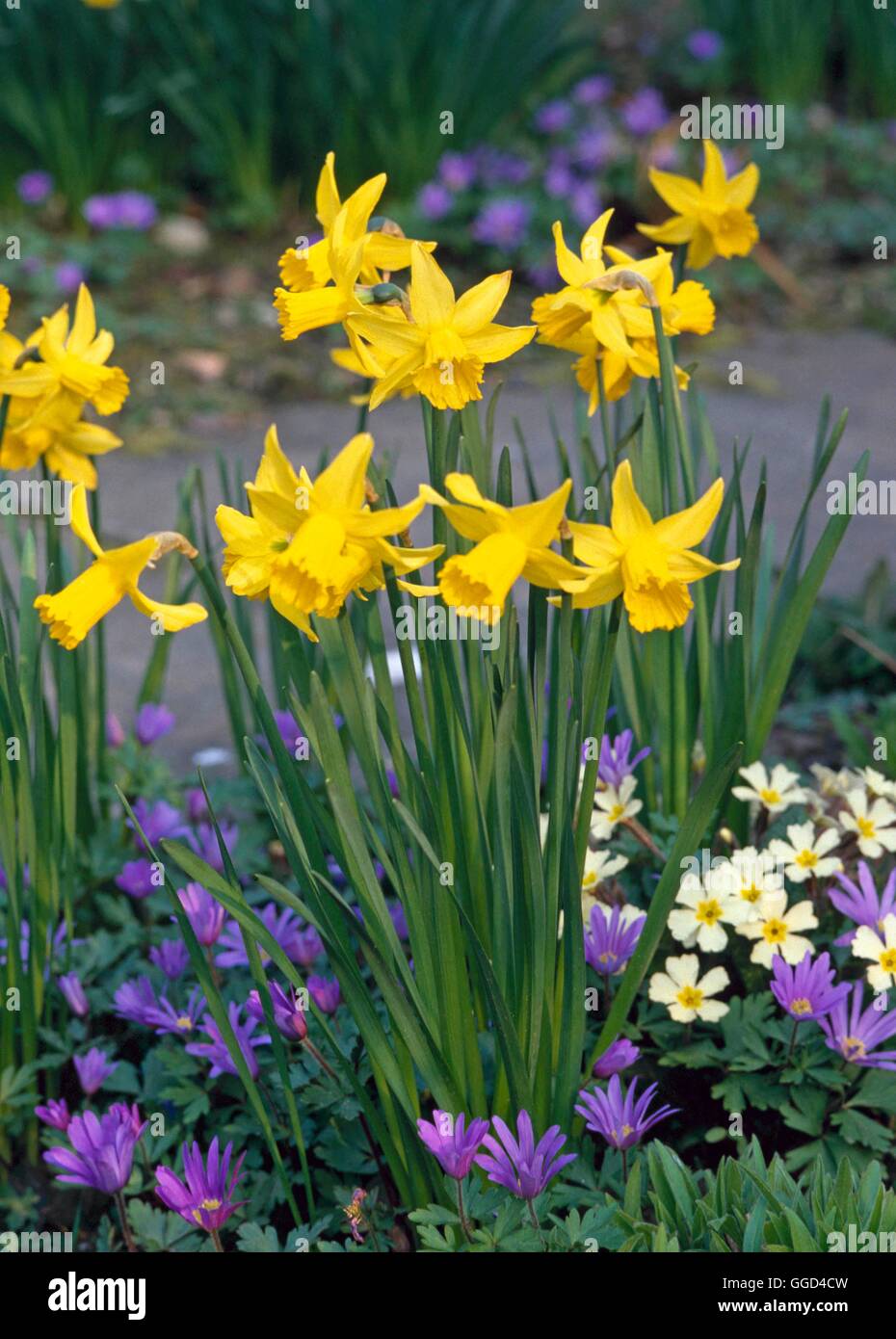 Narcissus february gold Banque de photographies et d’images à haute ...
