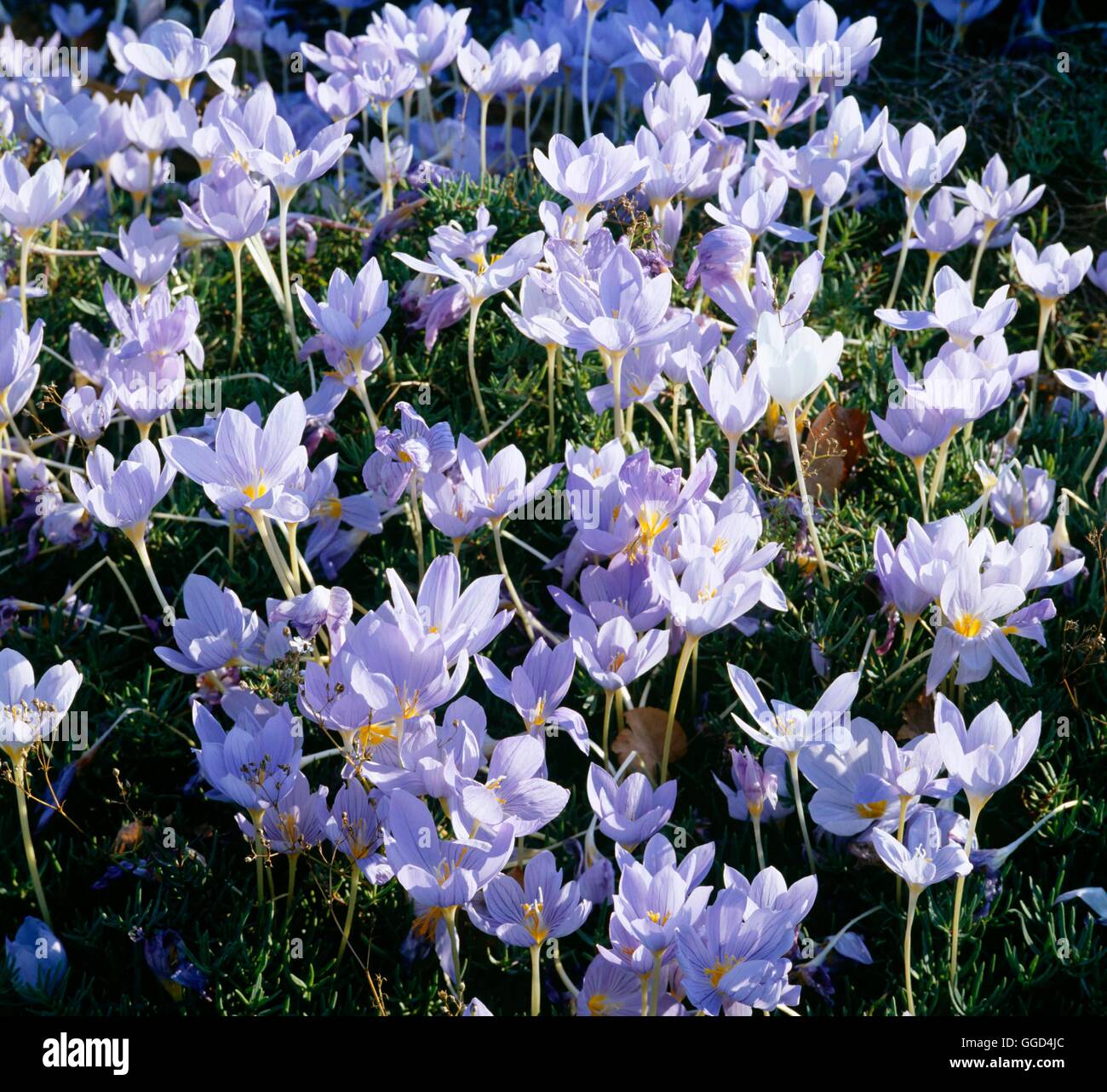 Crocus pulchellus Banque de photographies et d’images à haute ...