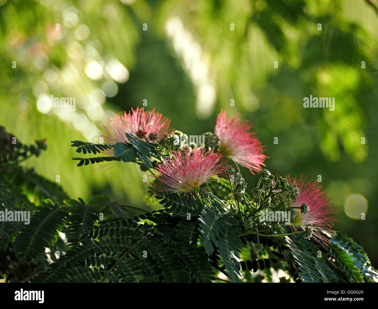 Albizzia julibrissin Banque de photographies et d’images à haute ...