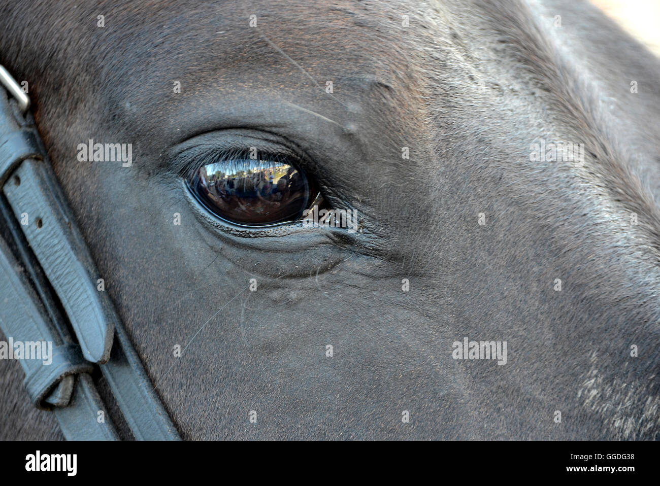 Un oeil de cheval Banque de photographies et d’images à haute ...