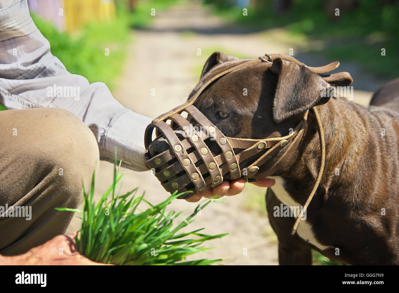 Chien de garde muselé Banque de photographies et d’images à haute ...