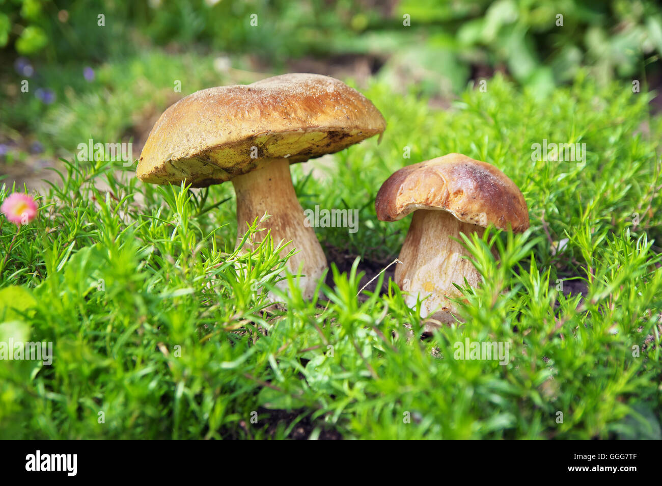 Champignon comestibles Banque de photographies et d’images à haute ...