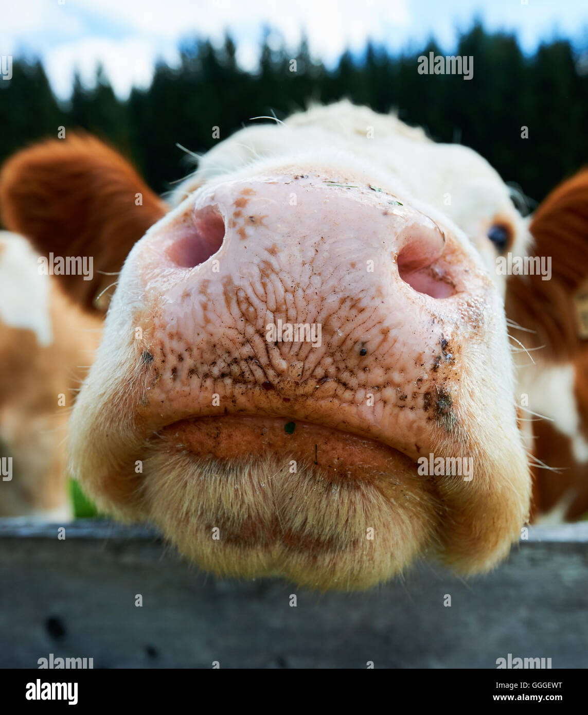 Cute grand nez d'une vache photographiée au plus près grâce à un ...
