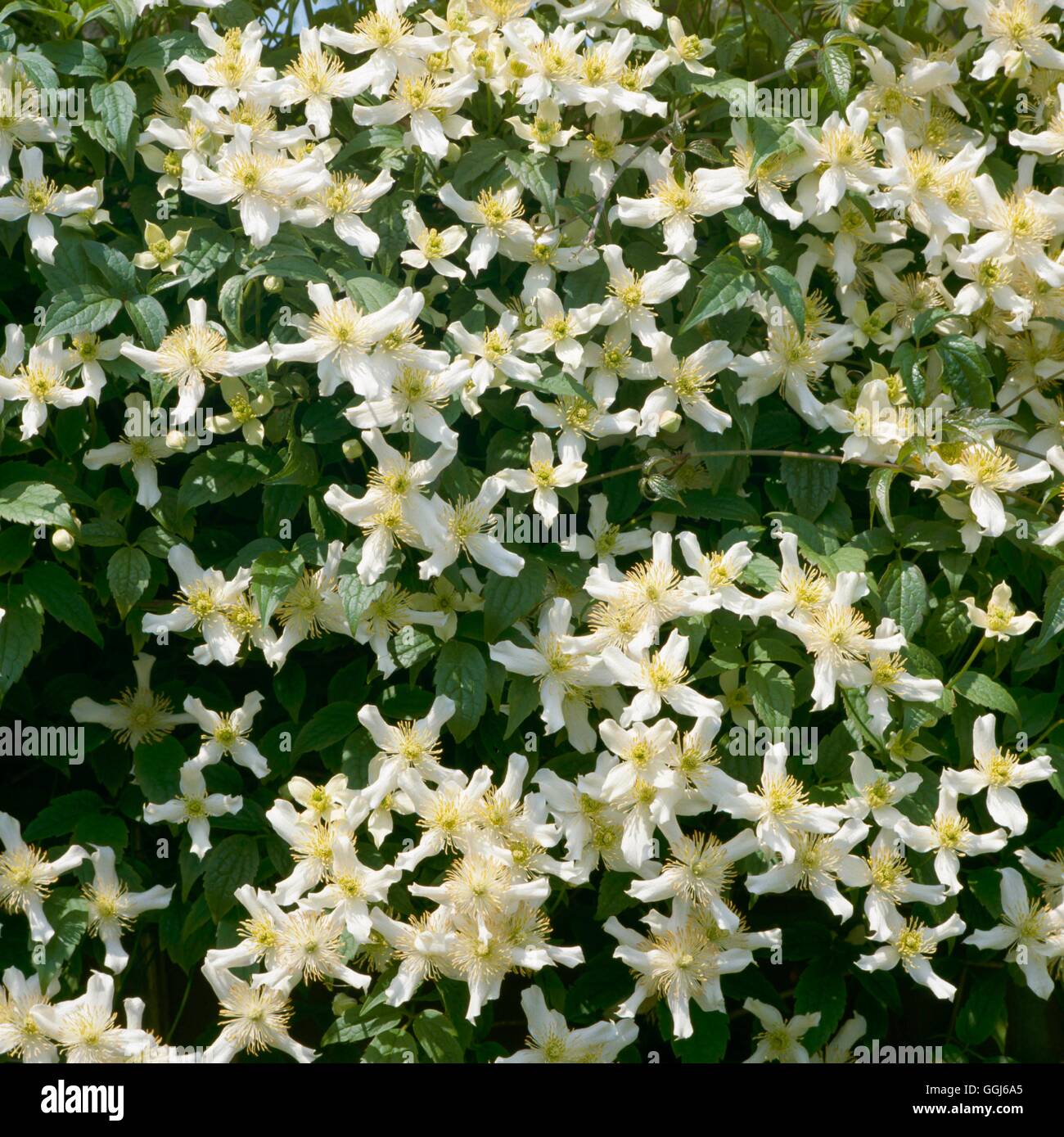 Clematis montana wilsonii Banque de photographies et d’images à haute ...