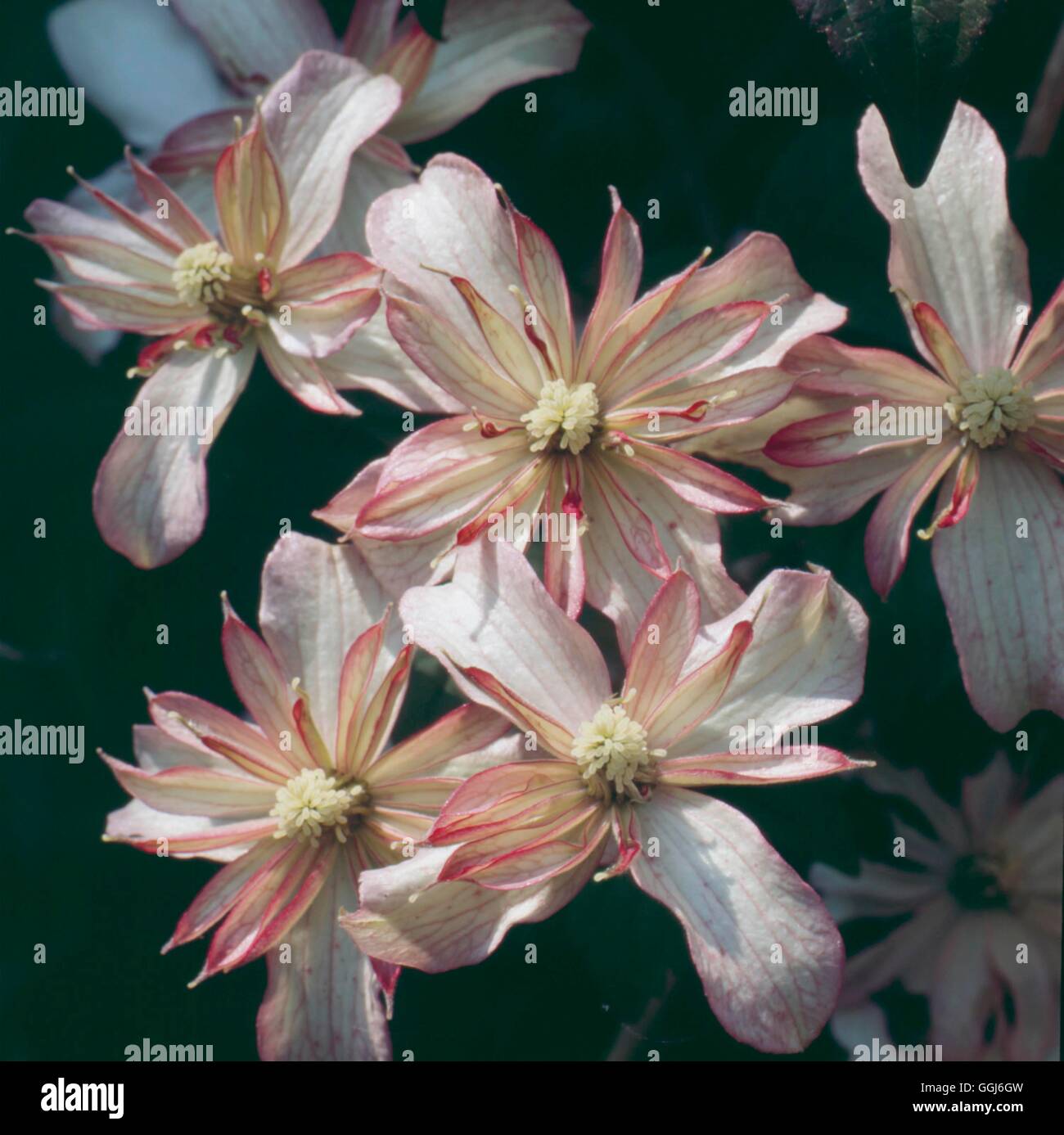 Clematis montana marjorie Banque de photographies et d’images à haute ...