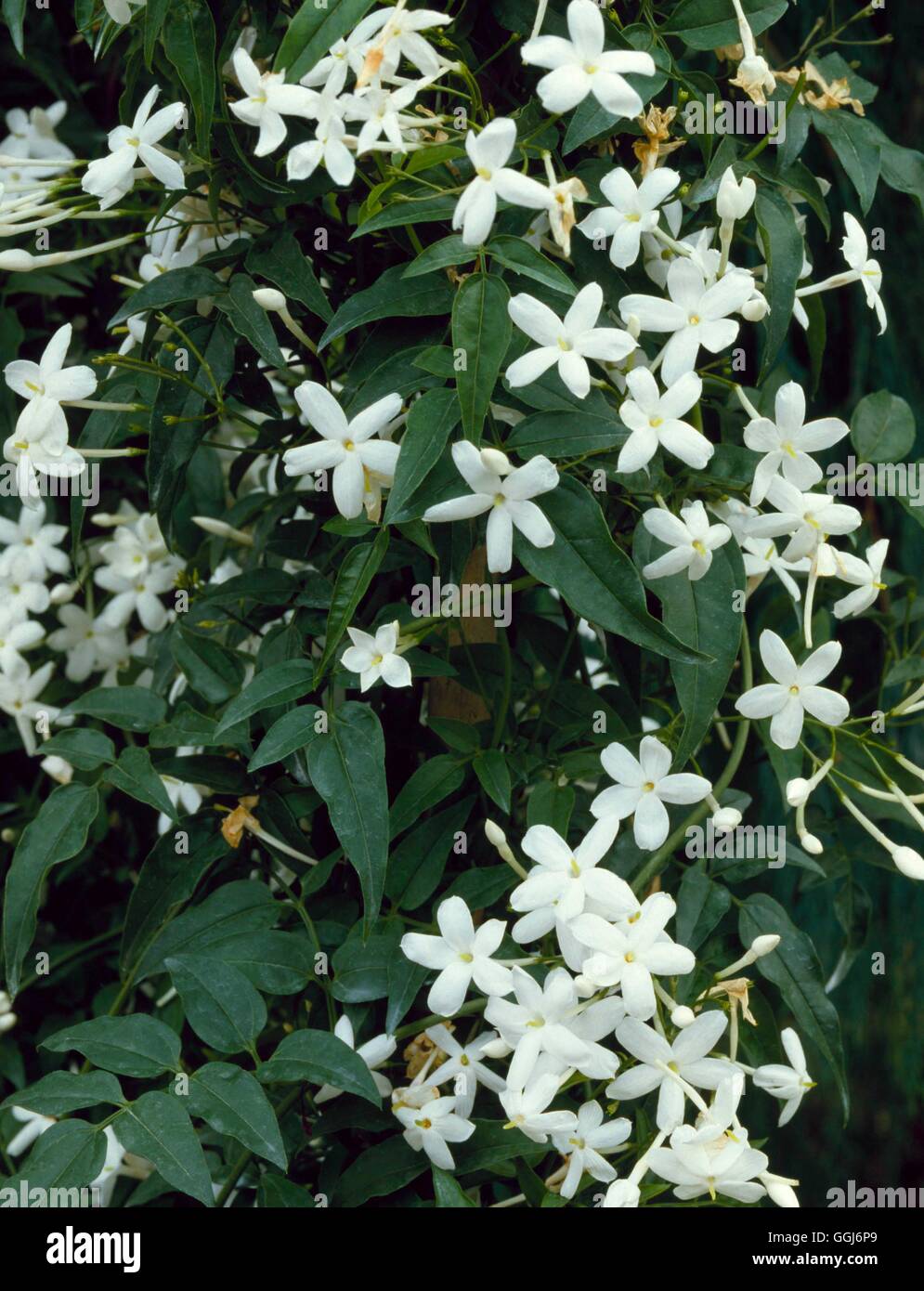 Common white jasmine jasminum officinale Banque de photographies et d ...