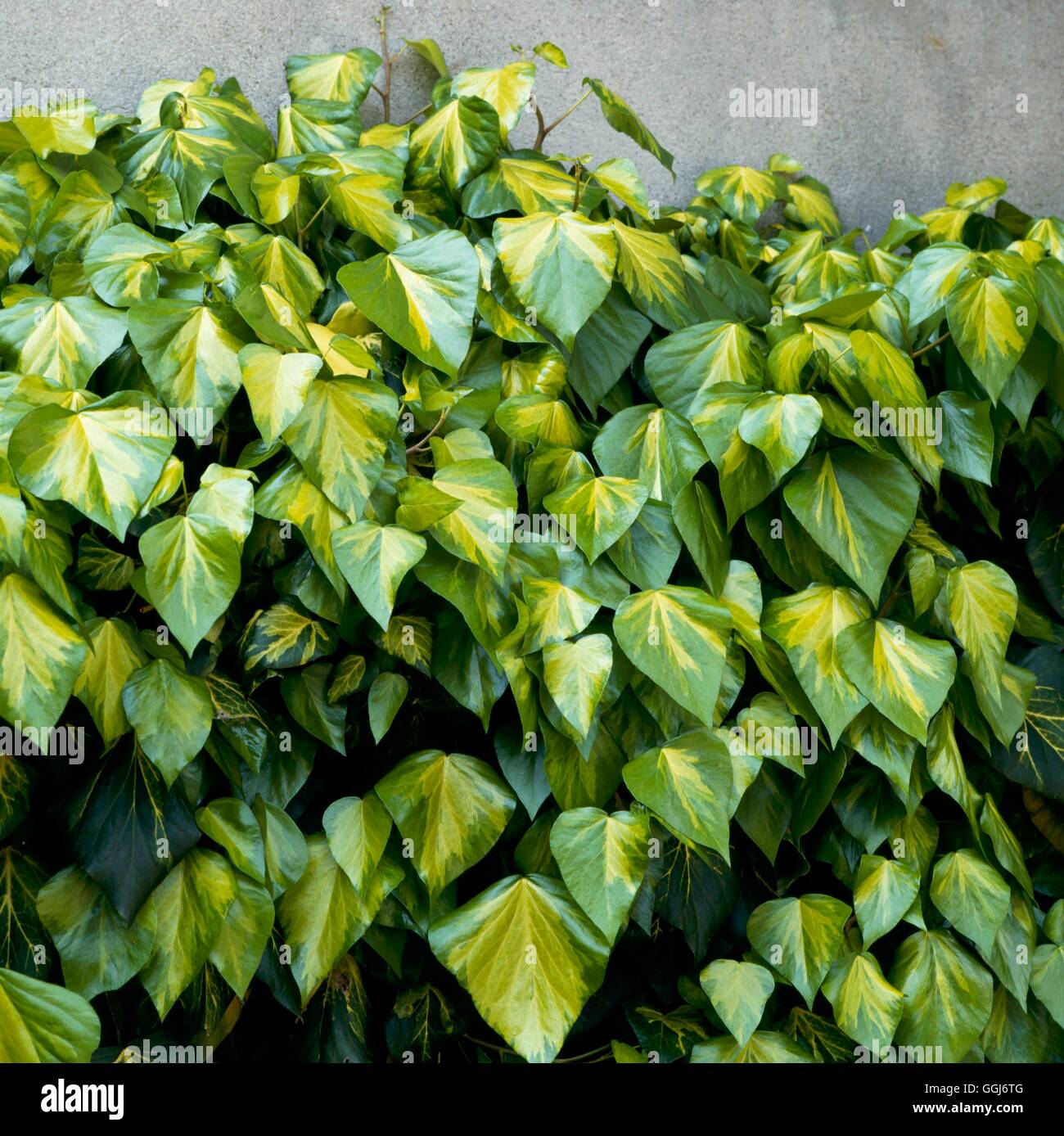 Hedera colchica ‘sulphur heart’ Banque de photographies et d’images à ...