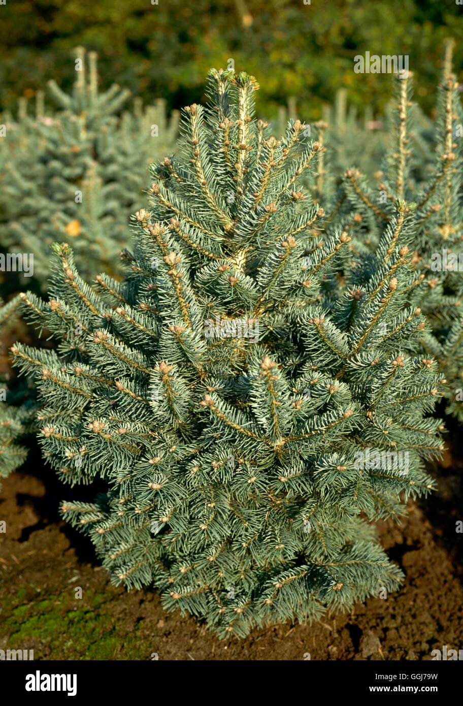 Subalpine fir Banque de photographies et d’images à haute résolution ...