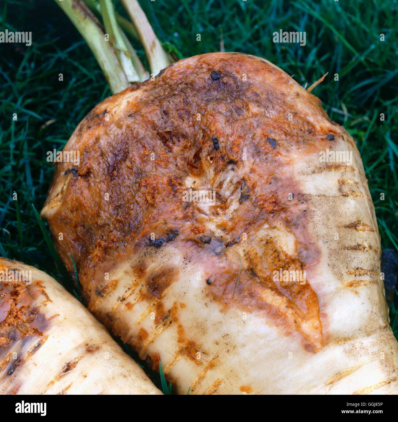 Chancre marron Banque de photographies et d’images à haute résolution ...