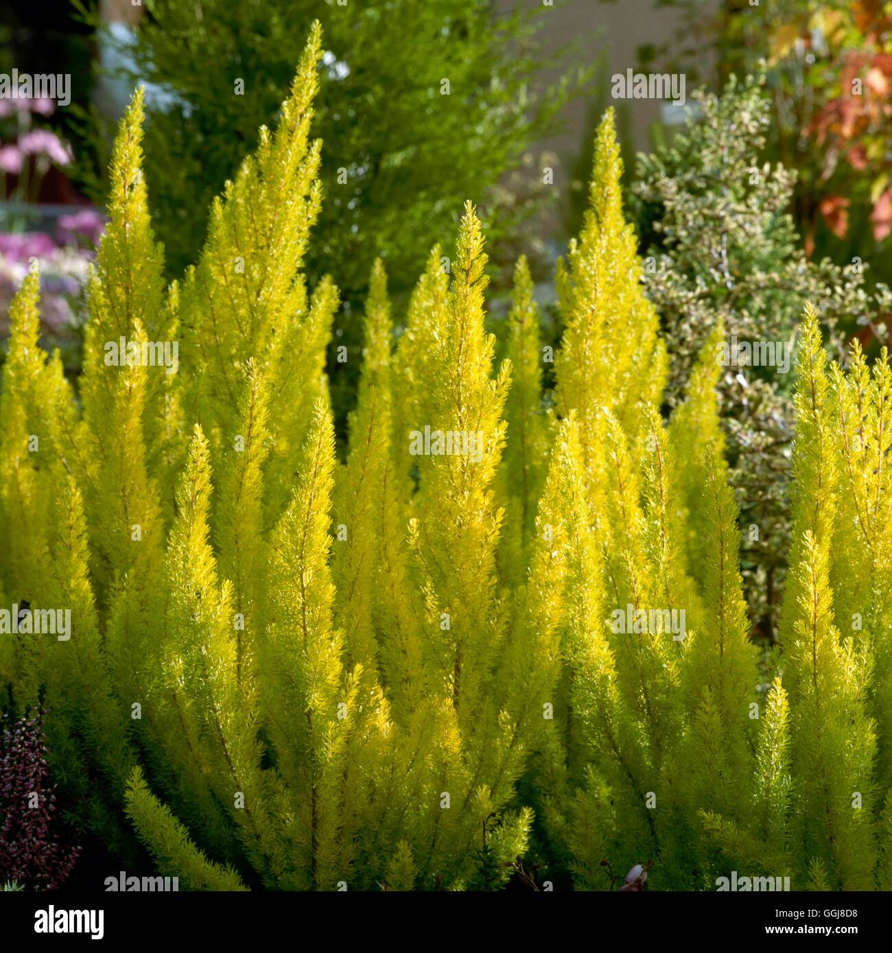 Erica arborea alberts gold Banque de photographies et d’images à haute ...