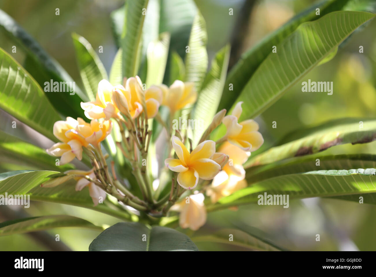 Arbre fleur jaune Banque de photographies et d’images à haute résolution - Alamy