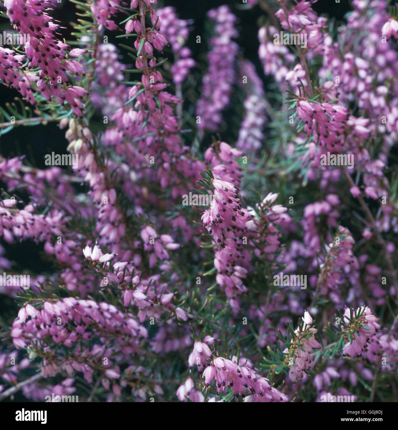 Erica darleyensis Banque de photographies et d’images à haute ...