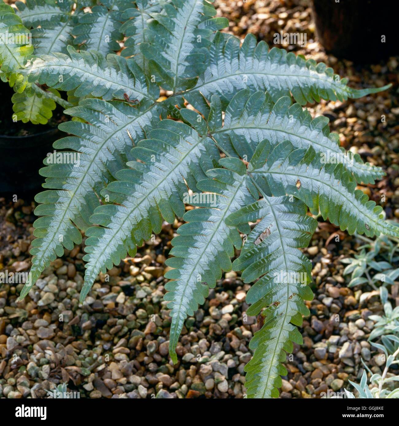 Pteris argyraea Banque de photographies et d’images à haute résolution ...