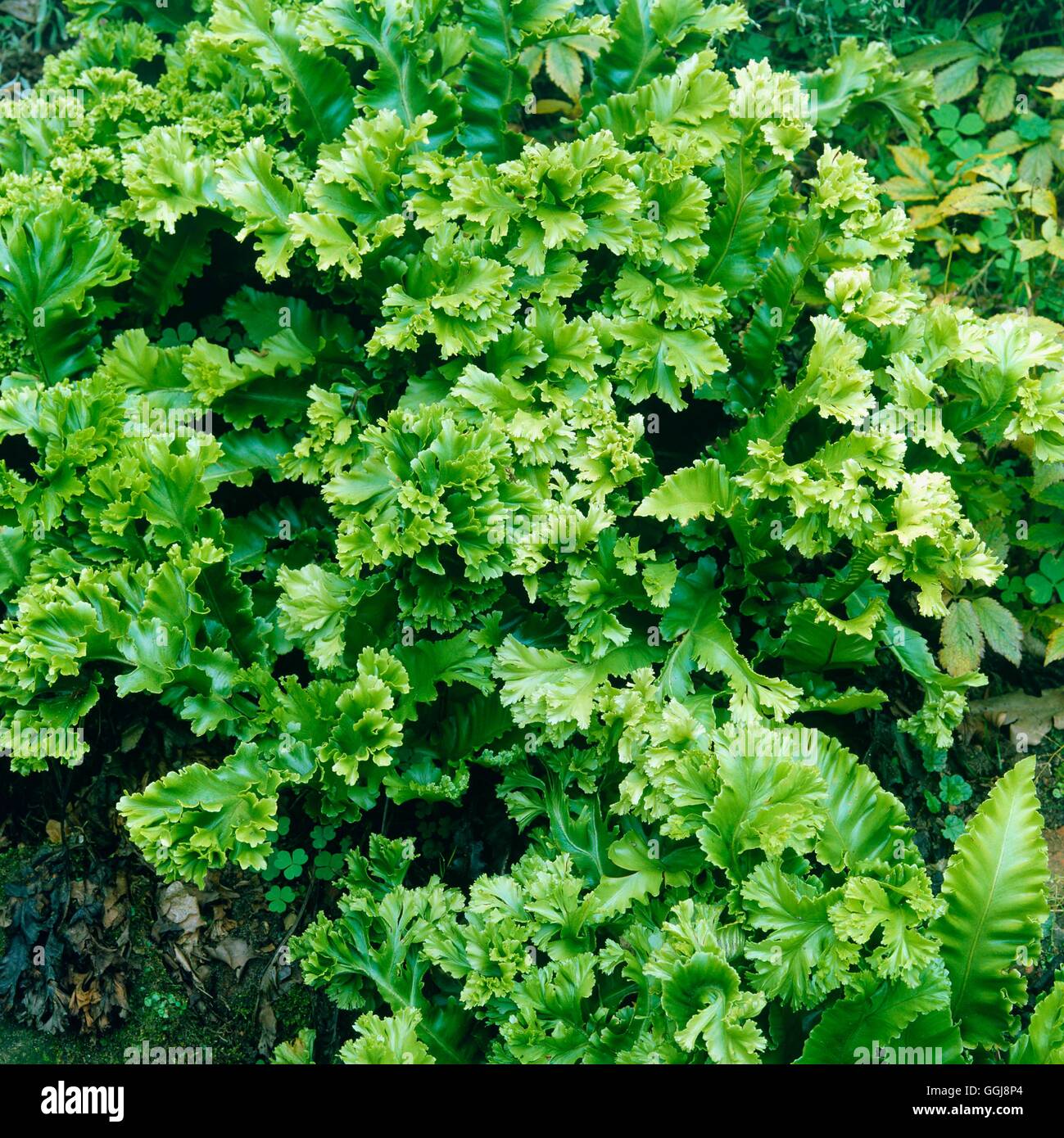 Asplenium scolopendrium crispum Banque de photographies et d’images à ...