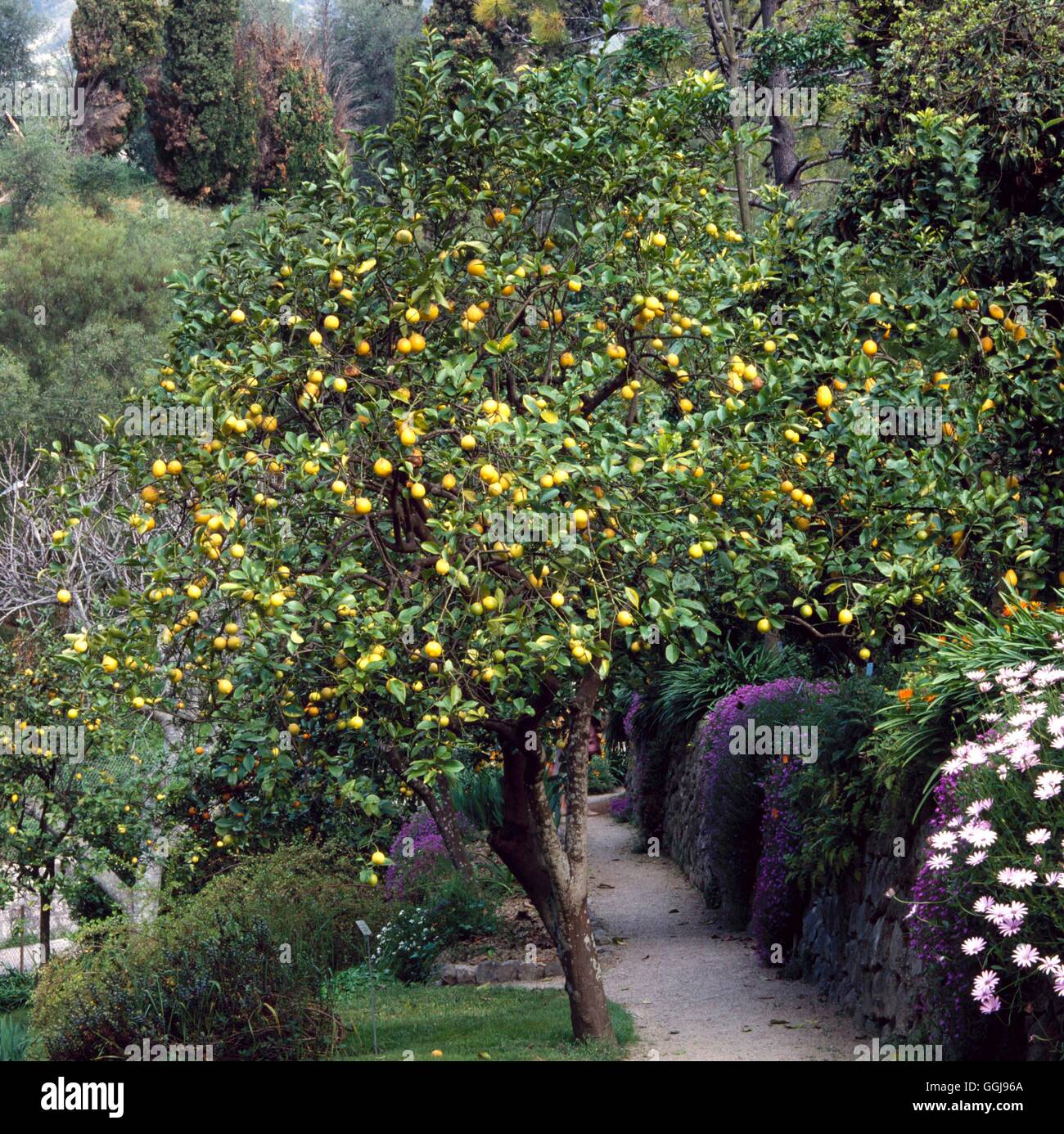 Citrus limon Banque de photographies et d’images à haute résolution - Alamy