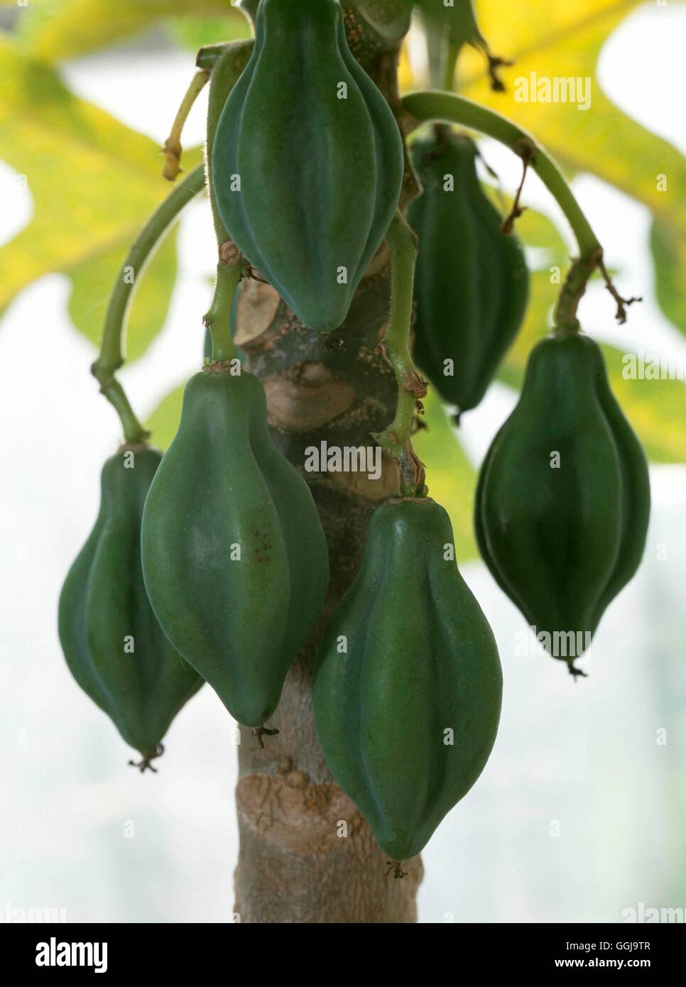 Fruit babaco Banque de photographies et d’images à haute résolution - Alamy