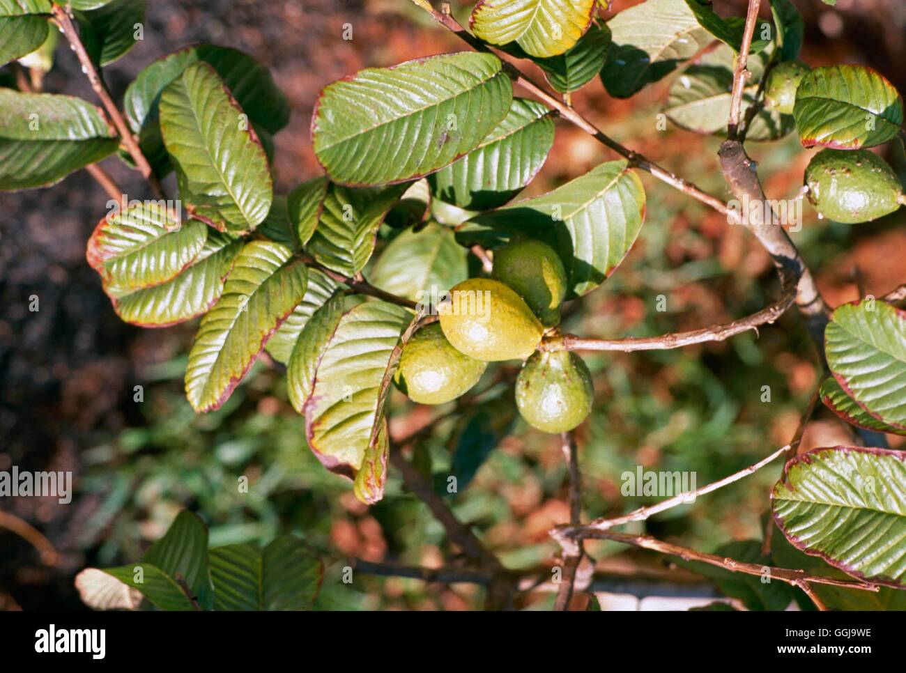 Psidium sp Banque de photographies et d’images à haute résolution - Alamy