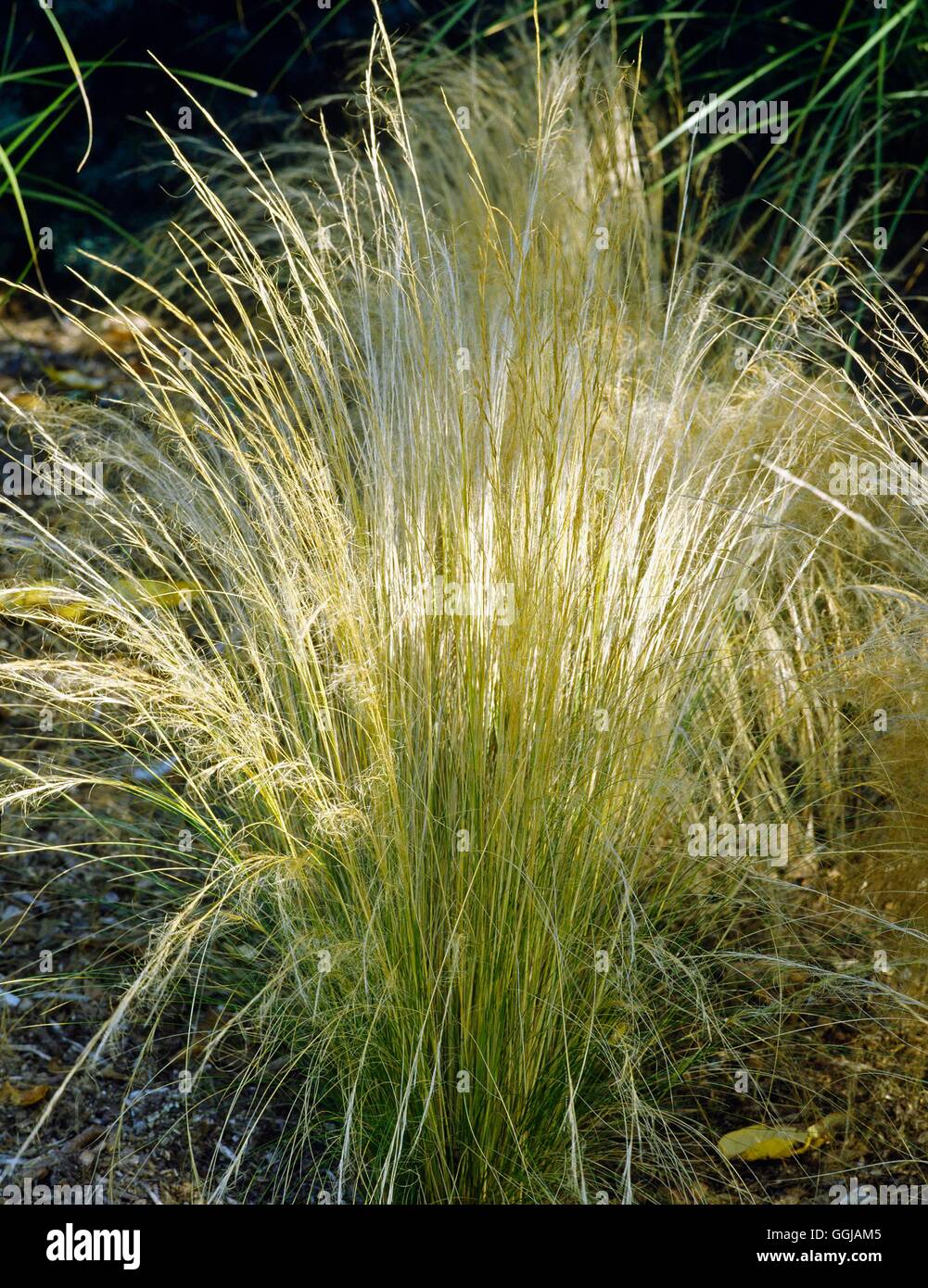 Stipa tenuifolia Banque de photographies et d’images à haute résolution ...