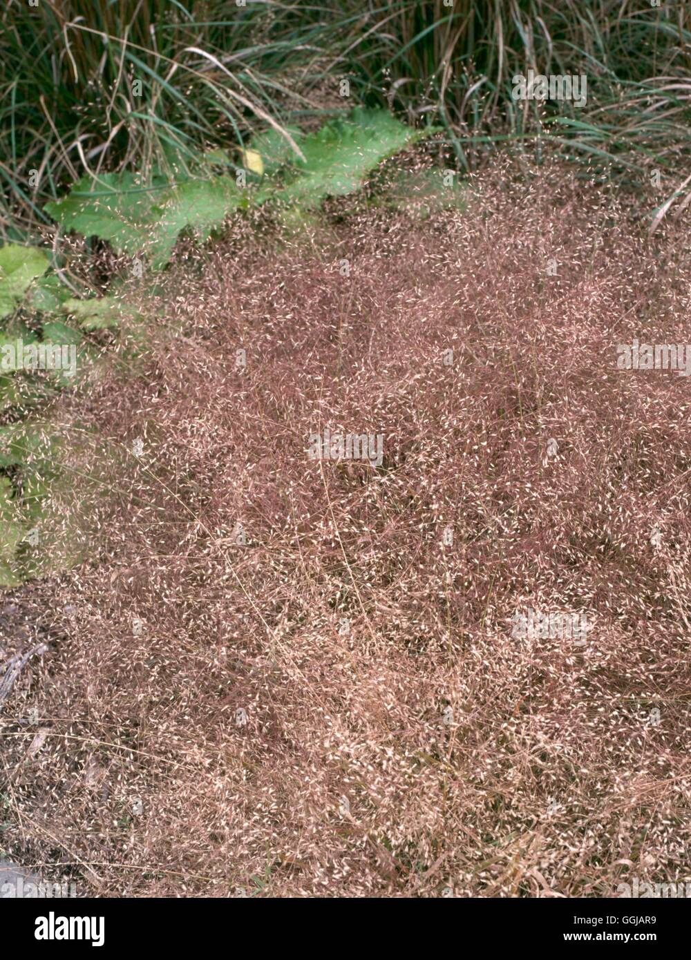 Eragrostis spectabilis Banque de photographies et d’images à haute ...