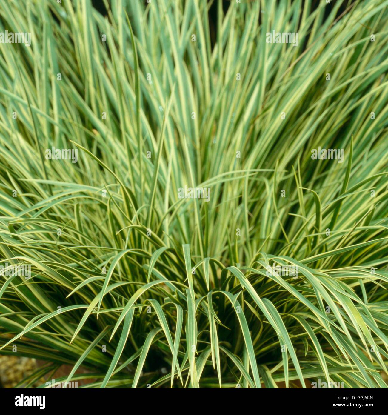 Acorus gramineus variegatus Banque de photographies et d’images à haute ...