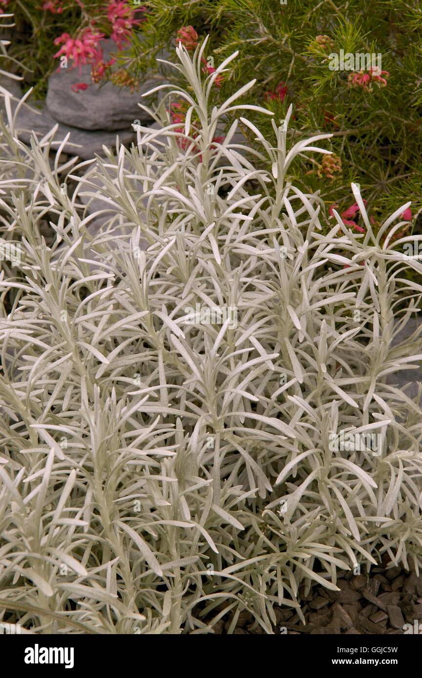 Helichrysum silver Banque de photographies et d’images à haute ...