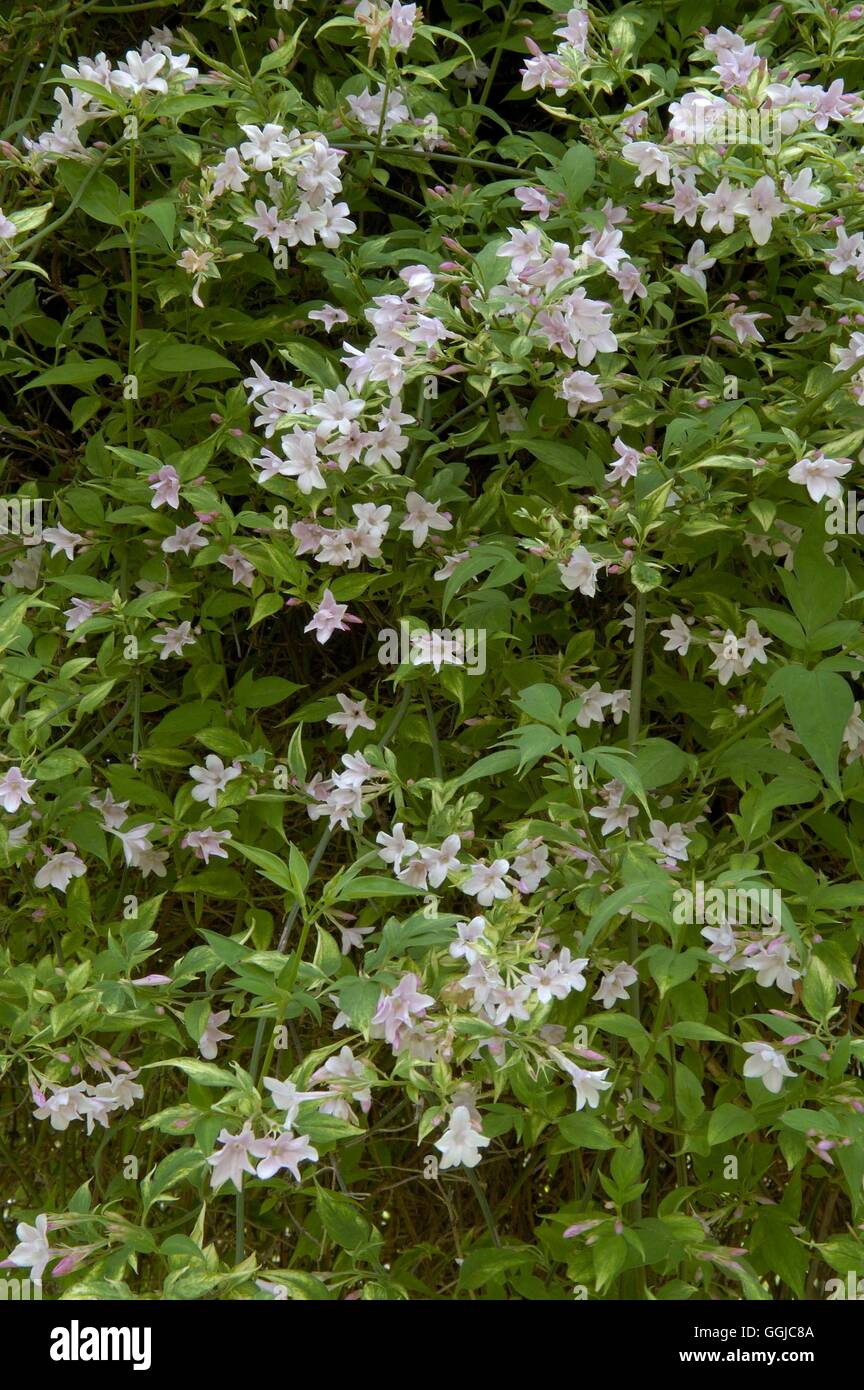 Jasminum stephanense Banque de photographies et d’images à haute ...